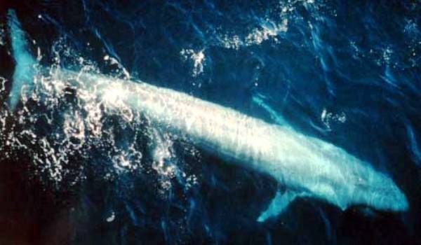 Se intorc balenele albastre