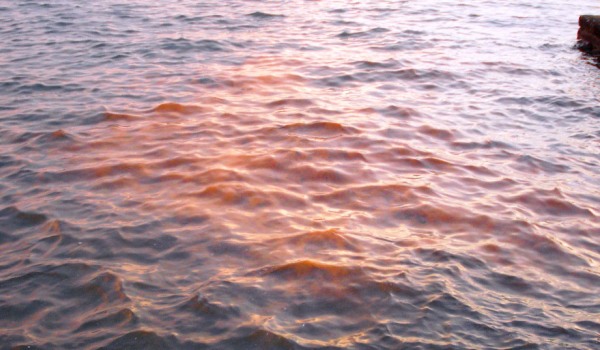 O noua alga in Mediterana