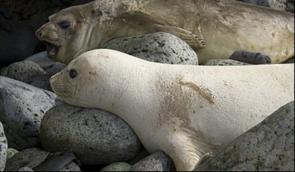 Un exemplar rar: elefantul de mare alb