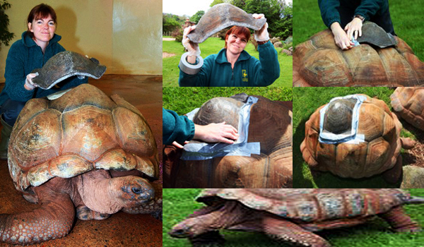 Cu testoasa la doctor