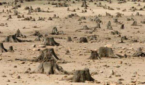 Dispar padurile Africii