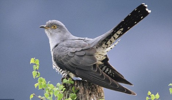 Dispar cucii englezilor!