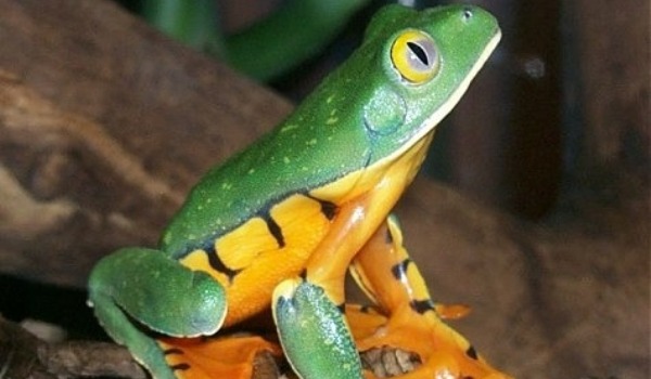 Broscuta cameleonica este cea mai noua zeitate indiana