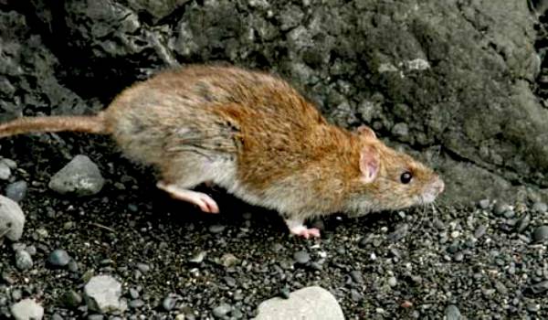 Insula Sobolanilor a fost curatata de rozatoare