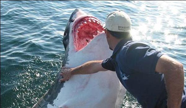 Ucigasii in serie si rechinii au strategii de atac asemanatoare