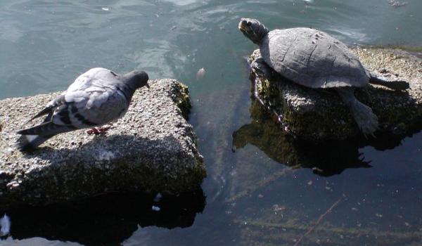 Imagini incredibile cu o testoasa care devoreaza un porumbel