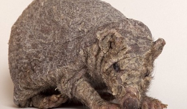 Revine Spud, ariciul chelios