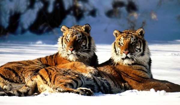 WWF a inaugurat prima rezervatie de tigri din China