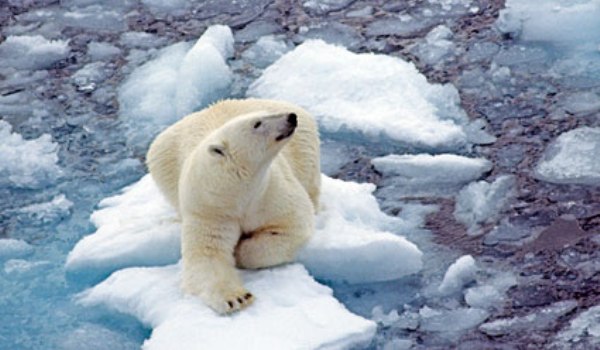 Vladimir Putin va salva ursii polari