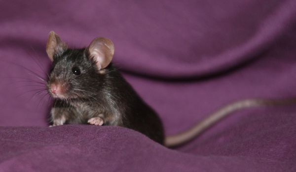 In premiera: savantii chinezi au obtinut soareci fertili din celule ale ...