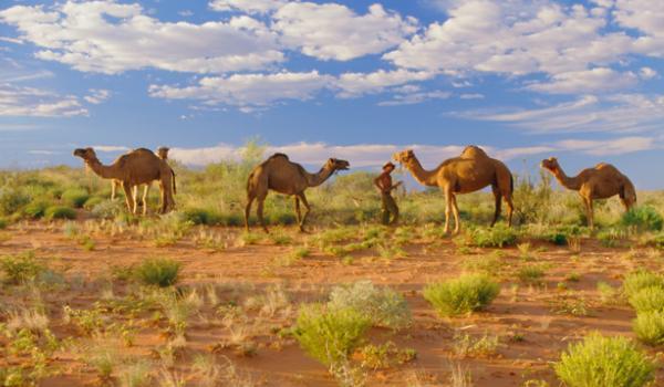 Mesaj ecologic: Ucideti camilele