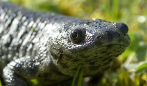 Tritonul spaniol se apara de dusmani cu propriile coaste