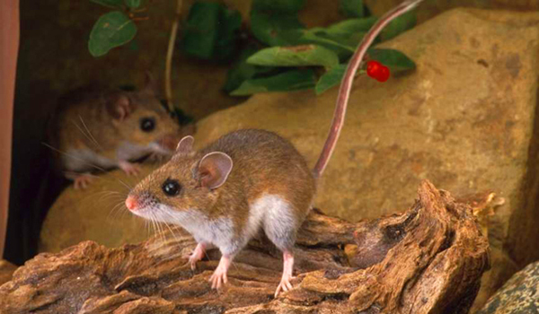 Natura favorizeaza blonzii. Chiar si in cazul soarecilor