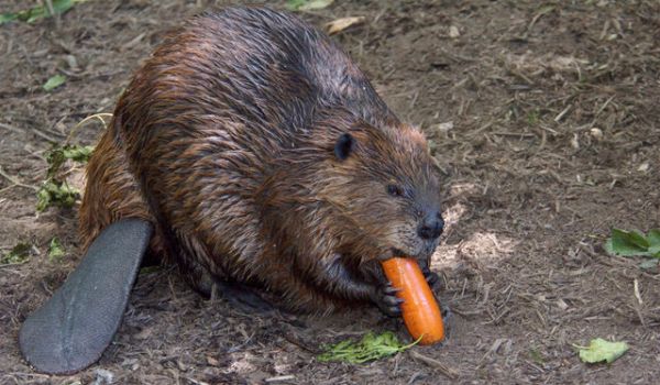 Castorii i-au ajutat pe cerbi sa evadeze