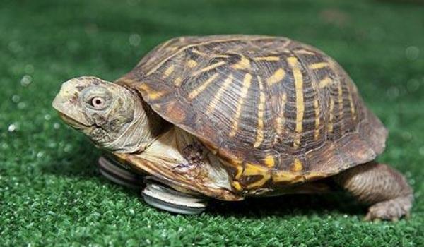 O testoasa ranita a fost “reparata” cu obiecte de uz casnic