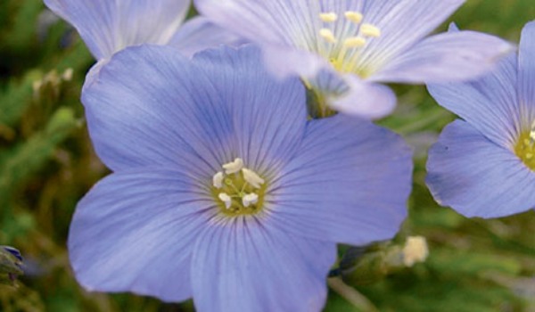 Inul, cea mai veche fibra