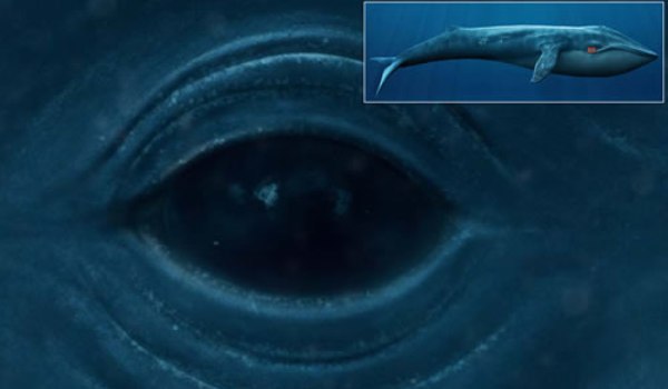 O balena albastra in marime naturala chiar pe monitorul tau!