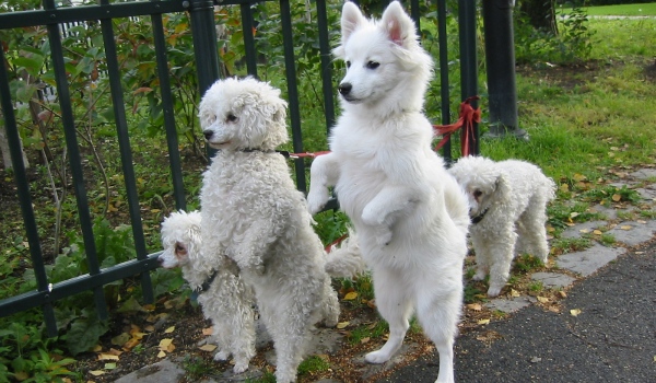 Semanam cu cainii mai mult decat cu maimutele