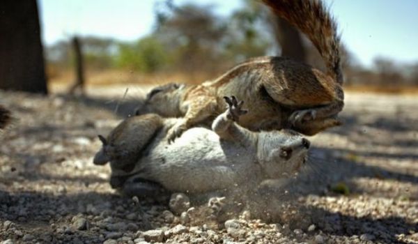 Foto: Cand veveritele pleaca la razboi