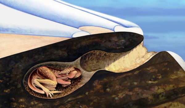 In Australia au trait dinozauri subterani