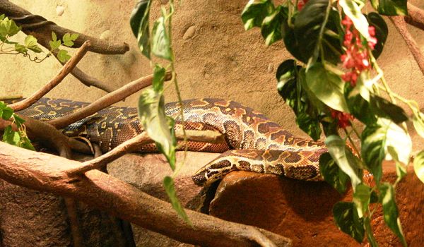 Cosmarul pitonilor ucigasi a devenit realitate