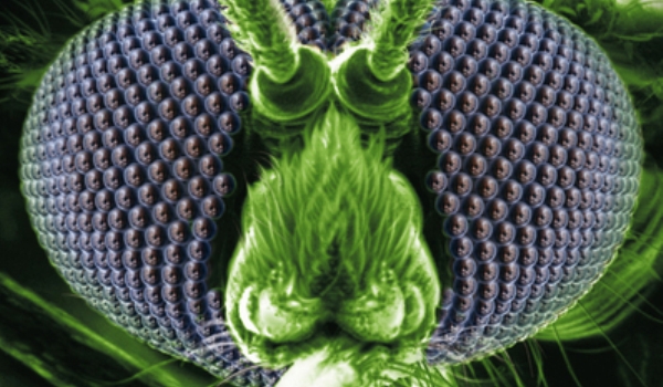 Tantarii, noii “aliati” ai cercetarii stiintifice