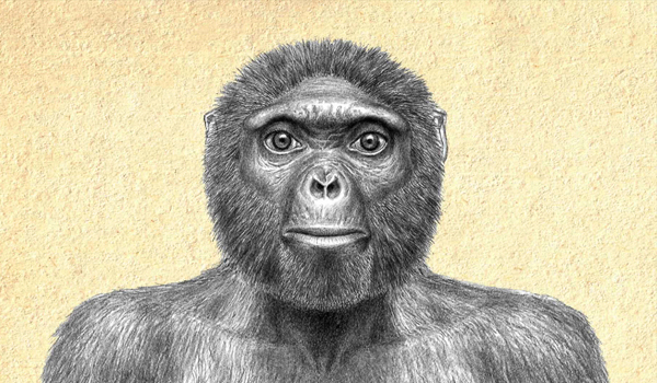 DISCOVERING ARDI - descoperiri revolutionare despre evolutia omului