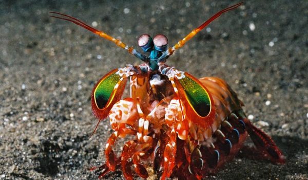 Ochii crevetilor - sursa de inspiratie pentru fabricarea unui DVD ...