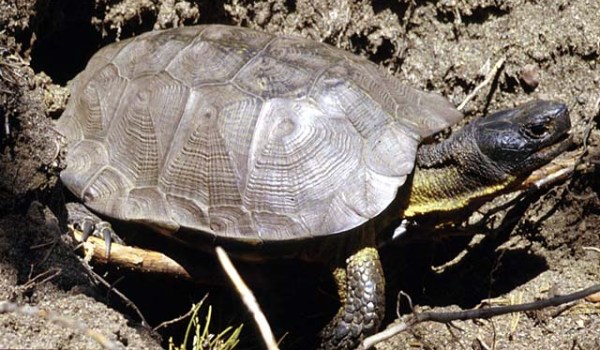 Cea mai rapida testoasa din lume