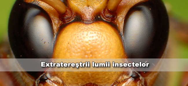 Extraterestrii lumii insectelor