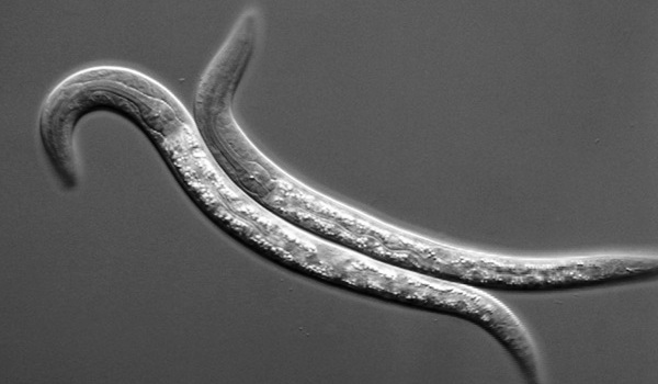 Odiseea spatiala a viermilor