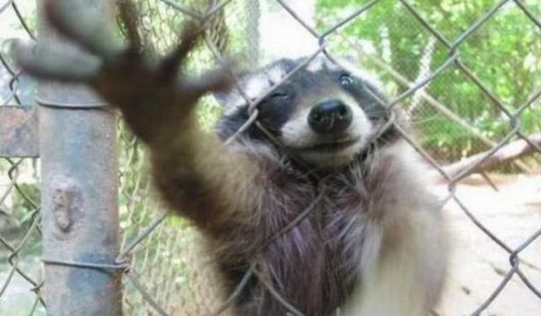 De ce sunt ratonii cele mai haioase animale (FOTO)