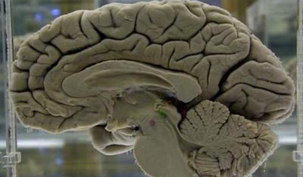 Originile fricii au fost dezvaluite