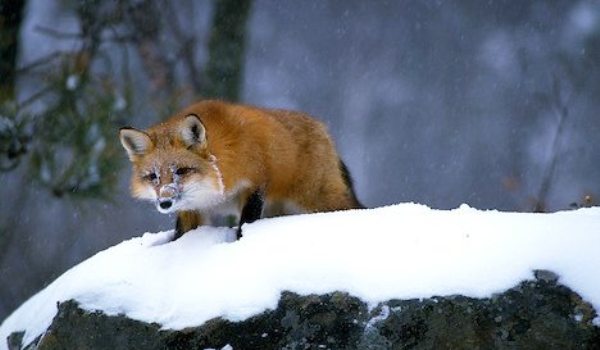 Vulpea la vanatoare (VIDEO)