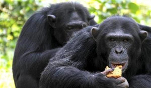 De ce traim mai mult decat maimutele?