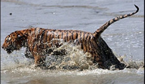Tigrii incep sa faca vaduve