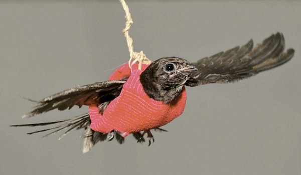 Lectii de zbor pentru drepneaua ranita