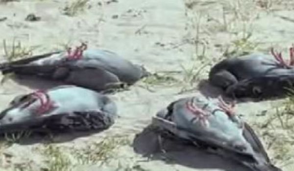 Hipnoza animala – un mister inca nedezlegat (VIDEO)