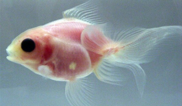 Japonezii au creat carasul transparent