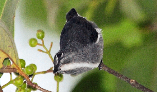 A fost descoperita o noua specie de pasare