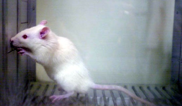 Cum se orienteaza soarecele