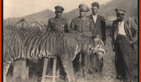 Tigrii si gheparzii apropie Rusia de Iran