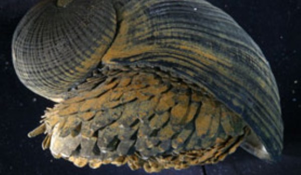 Armurile viitorului sunt inspirate de melci