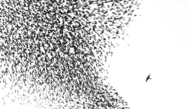 O testoasa? O rata? Un vultur? Sau un stol de grauri?