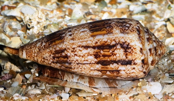 Melcii marini veninosi – sursa analgezicelor viitorului