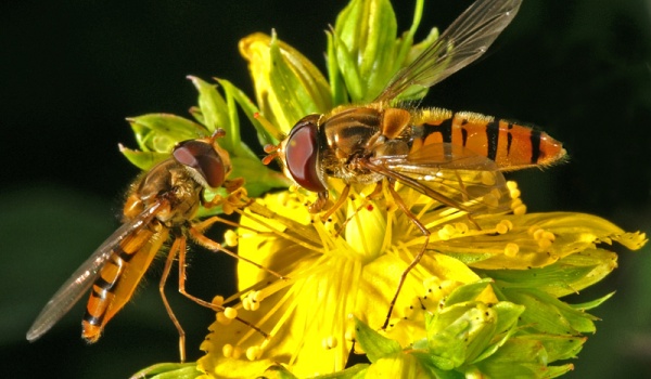 Pana si insectele au propriile autostrazi