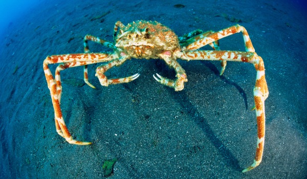 “Crabzilla”, cel mai mare crab, continua sa creasca