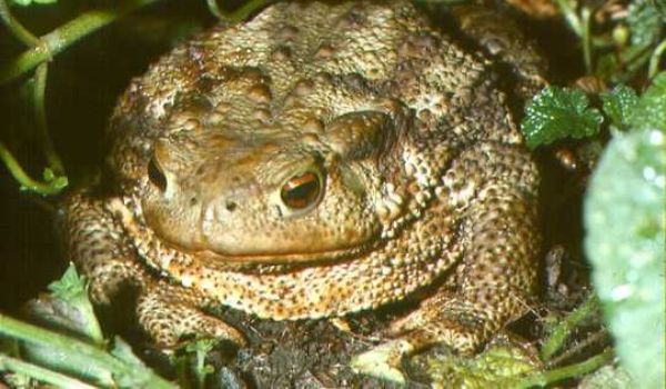 Broastele au colonizat Terra