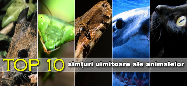 10 simturi uimitoare ale animalelor