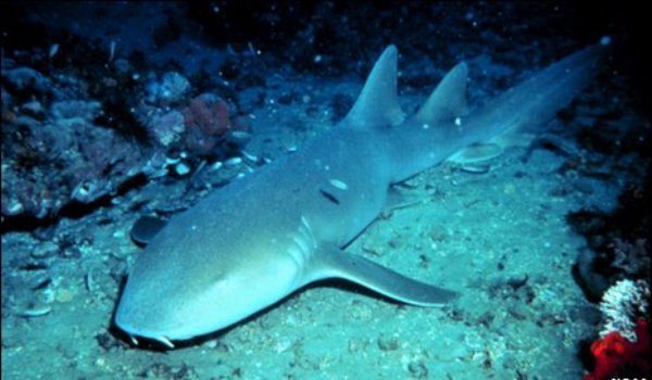 Un rechin gigantic a fost descoperit in Kansas